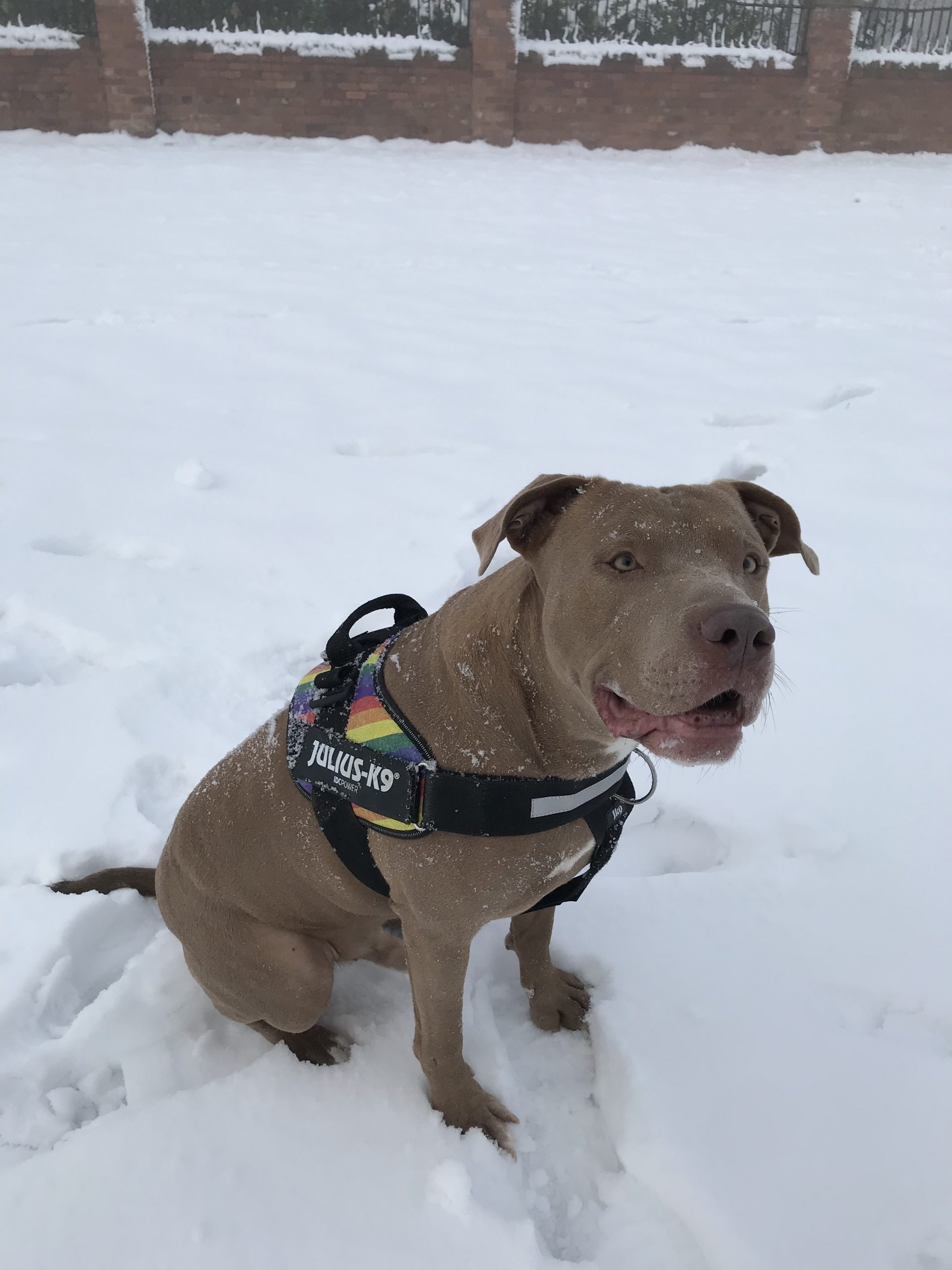 Blitz Pet Shop – Blitz Pet Shop